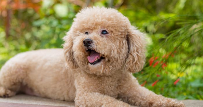 Top 10 Most Popular Dog Breeds in the UAE