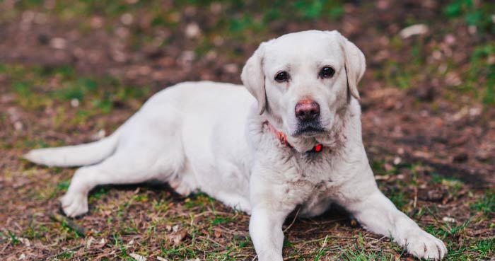 Top 10 Most Popular Dog Breeds in the UAE