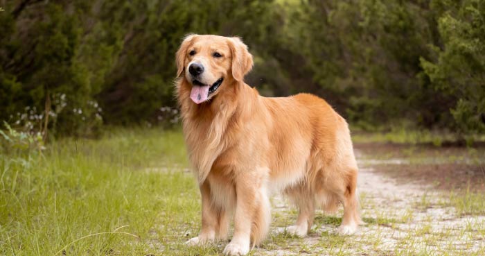 Top 10 Most Popular Dog Breeds in the UAE