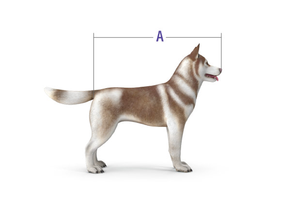 Accurate Pet Measurements: Essential for Hassle-Free Travel